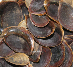 Onycha Essential Oil, Biblical Incense Ingredient, Exodus 30